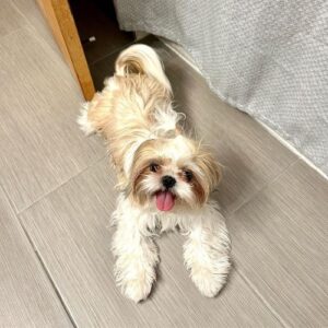 All The Shih Tzu Colors Explained (With Pictures!) - DogsPlanet.com