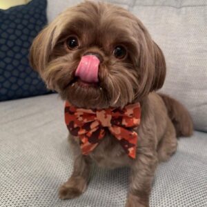 All The Shih Tzu Colors Explained (With Pictures!) - DogsPlanet.com