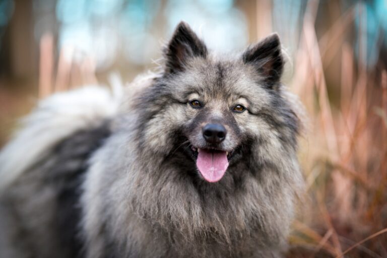 11 Dutch Dog Breeds (With Pictures!) - DogsPlanet.com