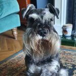 All the Miniature Schnauzer Colors (With Pictures!) - DogsPlanet.com