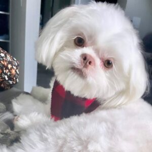 All The Shih Tzu Colors Explained (With Pictures!) - DogsPlanet.com