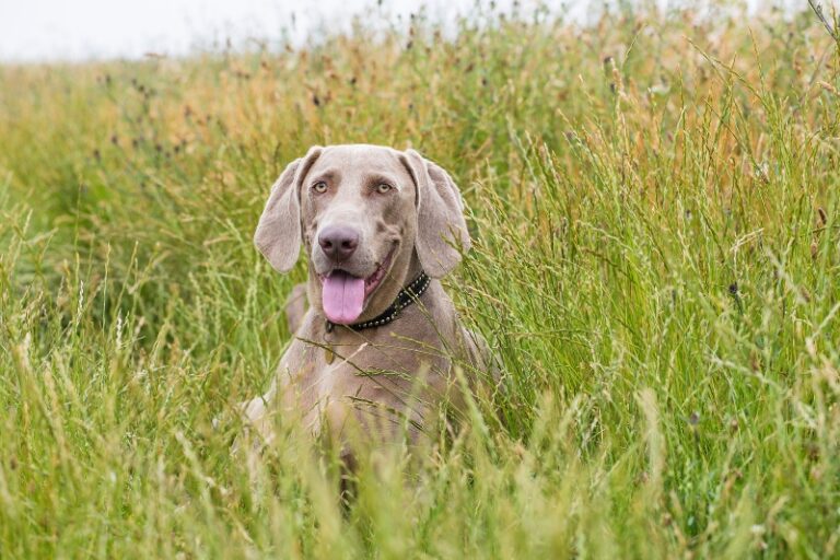 Braco de Weimar: Todo sobre esta raza - DogsPlanet.com