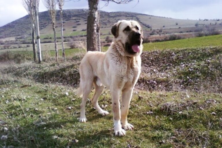 10 Turkish Dog Breeds You'll Love! - DogsPlanet.com