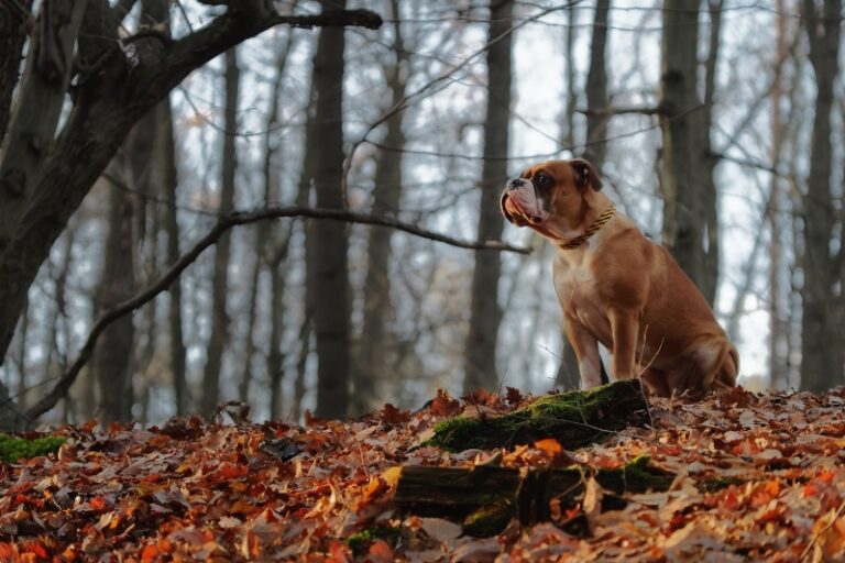 11 Swiss Dog Breeds (With Pictures!) - DogsPlanet.com
