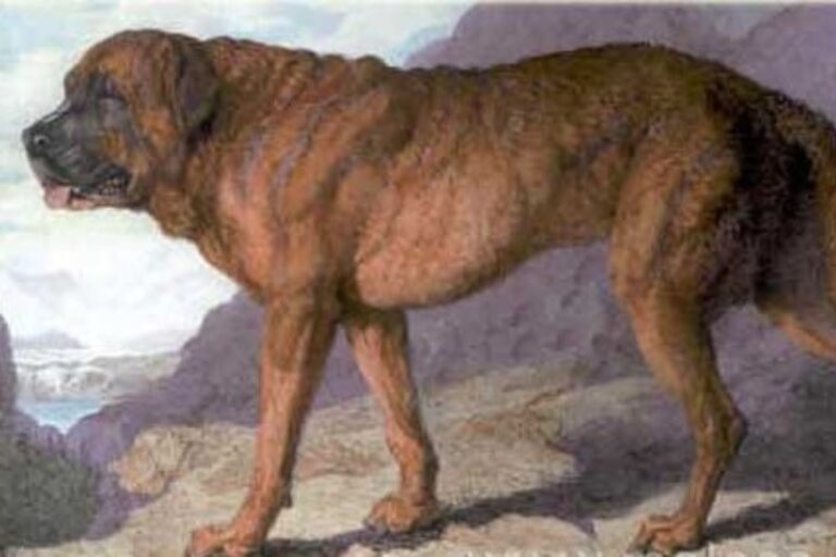 11 Swiss Dog Breeds (With Pictures!) - DogsPlanet.com