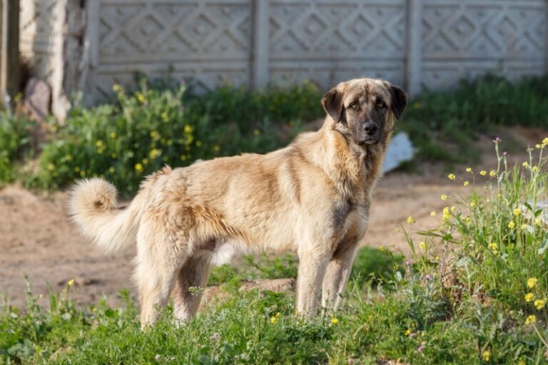 10 Turkish Dog Breeds You'll Love! - DogsPlanet.com