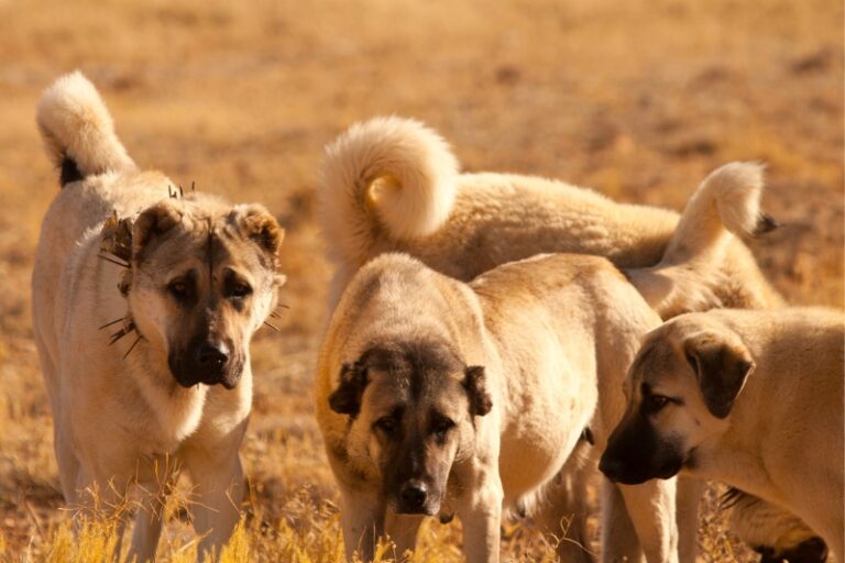 10 Turkish Dog Breeds You'll Love! - DogsPlanet.com