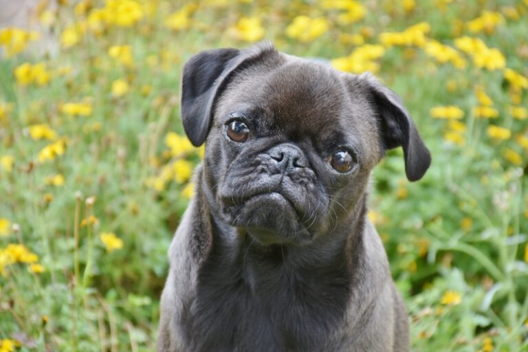 All The Pug Colors (With Pictures!) - DogsPlanet.com