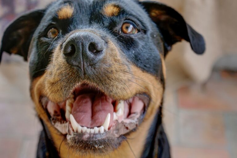 5 Rottweiler Colors and Patterns (With Pictures!) - DogsPlanet.com