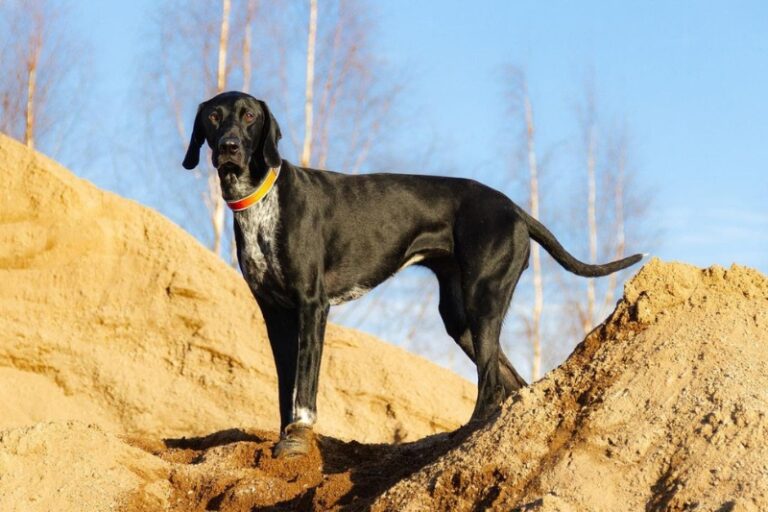 9 Norwegian Dog Breeds (With Pictures!) - DogsPlanet.com