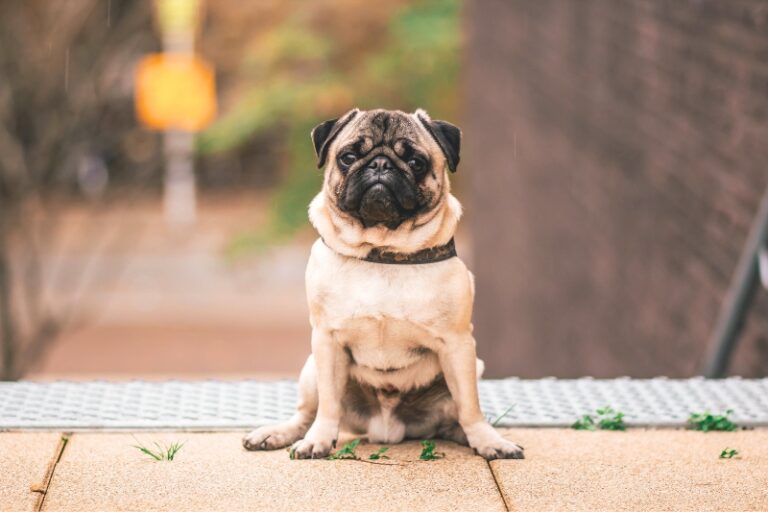 All The Pug Colors (With Pictures!) - DogsPlanet.com