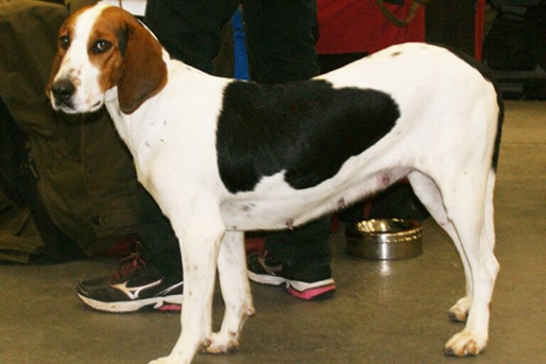 9 Norwegian Dog Breeds (With Pictures!) - DogsPlanet.com