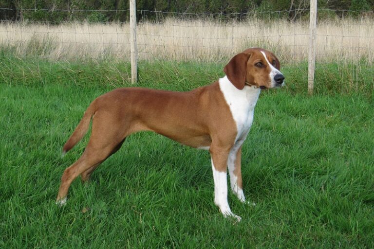 9 Norwegian Dog Breeds (With Pictures!) - DogsPlanet.com