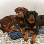 5 Rottweiler Colors and Patterns (With Pictures!) - DogsPlanet.com