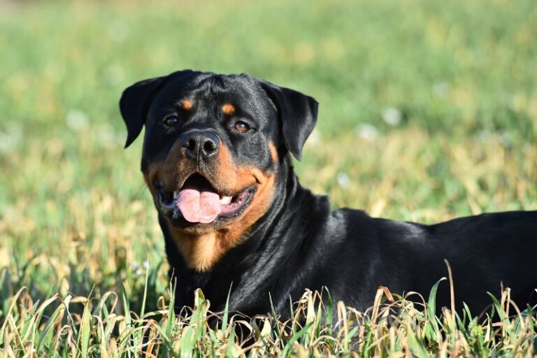 5 Rottweiler Colors and Patterns (With Pictures!) - DogsPlanet.com