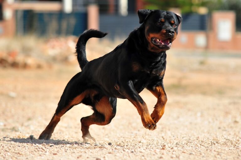5 Rottweiler Colors and Patterns (With Pictures!) - DogsPlanet.com