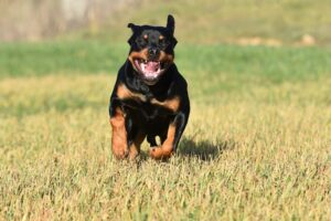5 Rottweiler Colors and Patterns (With Pictures!) - DogsPlanet.com