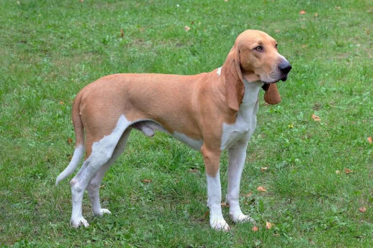 11 Swiss Dog Breeds (With Pictures!) - DogsPlanet.com