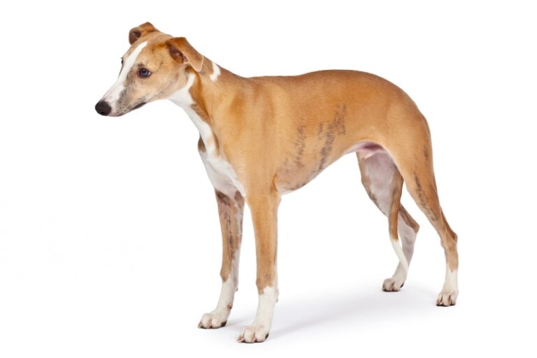 10 White and Tan Dogs (With Pictures!) - DogsPlanet.com