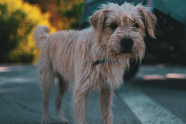 11 Dutch Dog Breeds (With Pictures!) - DogsPlanet.com