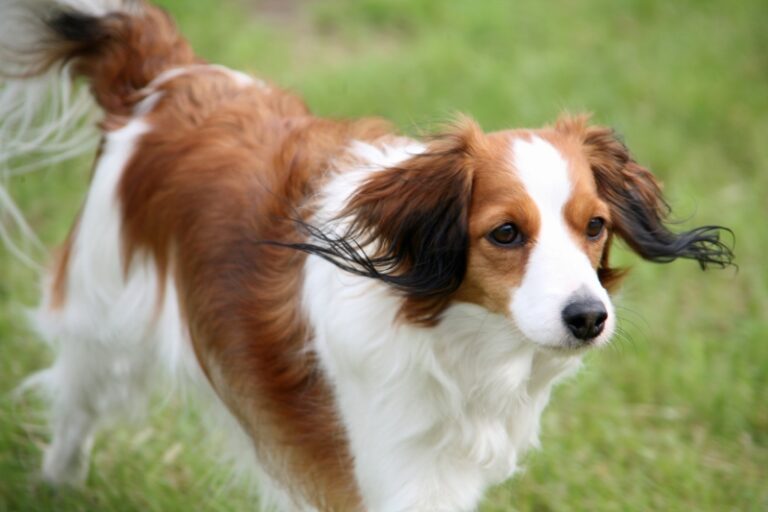 11 Dutch Dog Breeds (With Pictures!) - DogsPlanet.com