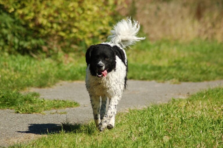 11 Dutch Dog Breeds (With Pictures!) - DogsPlanet.com
