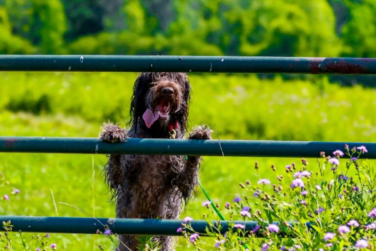 11 Dutch Dog Breeds (With Pictures!) - DogsPlanet.com