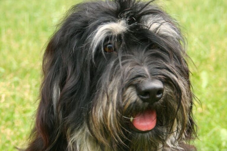 11 Portuguese Dog Breeds (With Pictures!) - DogsPlanet.com