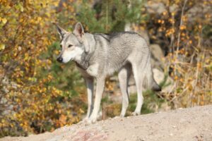 11 Dutch Dog Breeds (With Pictures!) - DogsPlanet.com