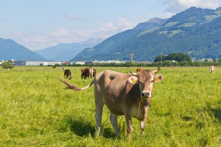 150 Swiss Dog Names for Pups Fond-ue of the Alps - DogsPlanet.com