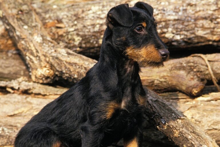 Jagd Terrier: Characteristics, Appearance, Price and Pictures