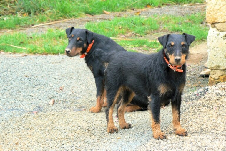 Jagd Terrier: Characteristics, Appearance, Price and Pictures