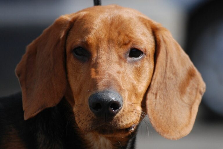 12 Swedish Dog Breeds (With Pictures!) - DogsPlanet.com