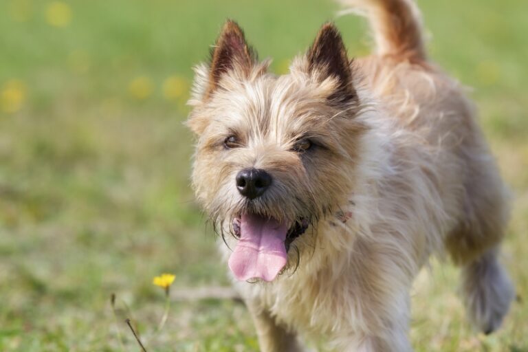 240+ Tan Dog Names For Your Pup - DogsPlanet.com