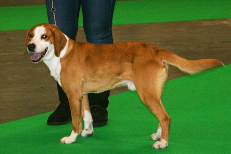 12 Swedish Dog Breeds (With Pictures!) - DogsPlanet.com