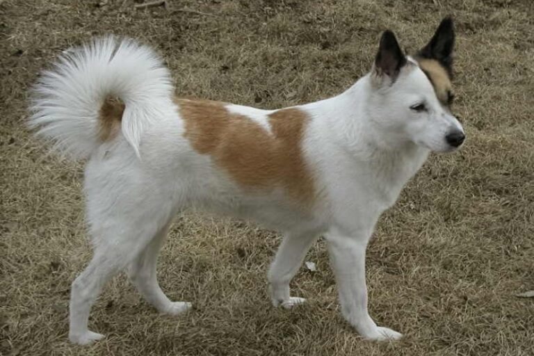 12 Swedish Dog Breeds (With Pictures!) - DogsPlanet.com