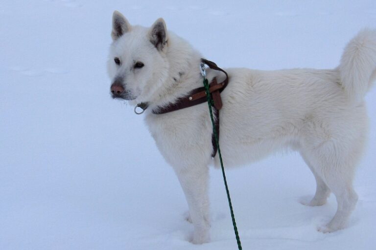 12 Swedish Dog Breeds (With Pictures!) - DogsPlanet.com