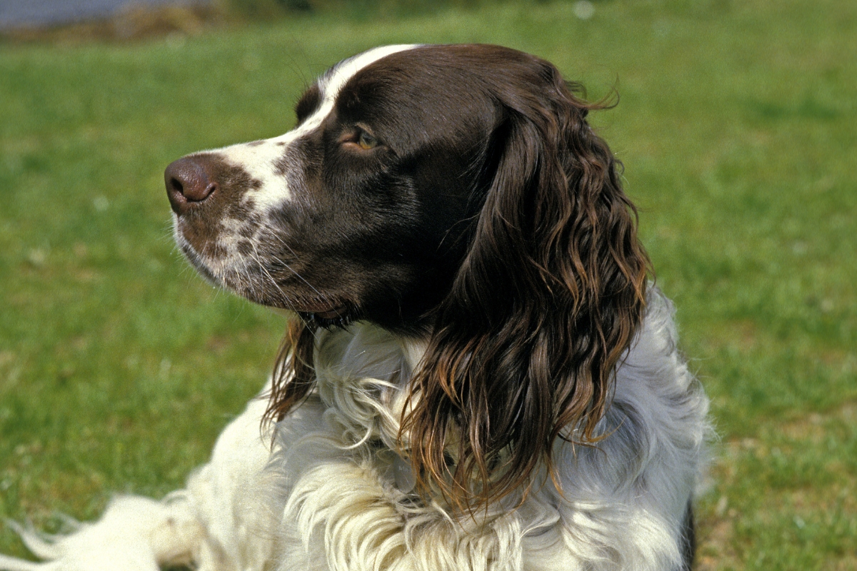French Spaniel: All about this breed - DogsPlanet.com