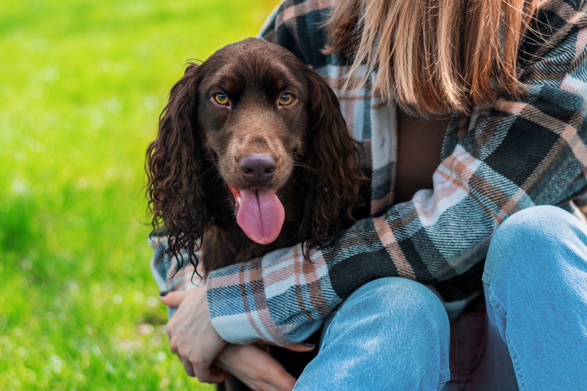 German Spaniel: Characteristics, Appearance, Price, and Pictures