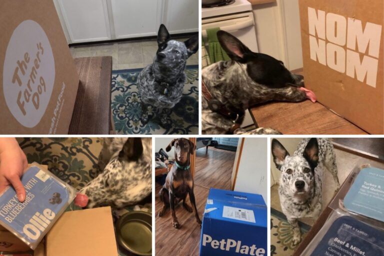 When were dogs domesticated? A complete guide to the evolution of dogs ...