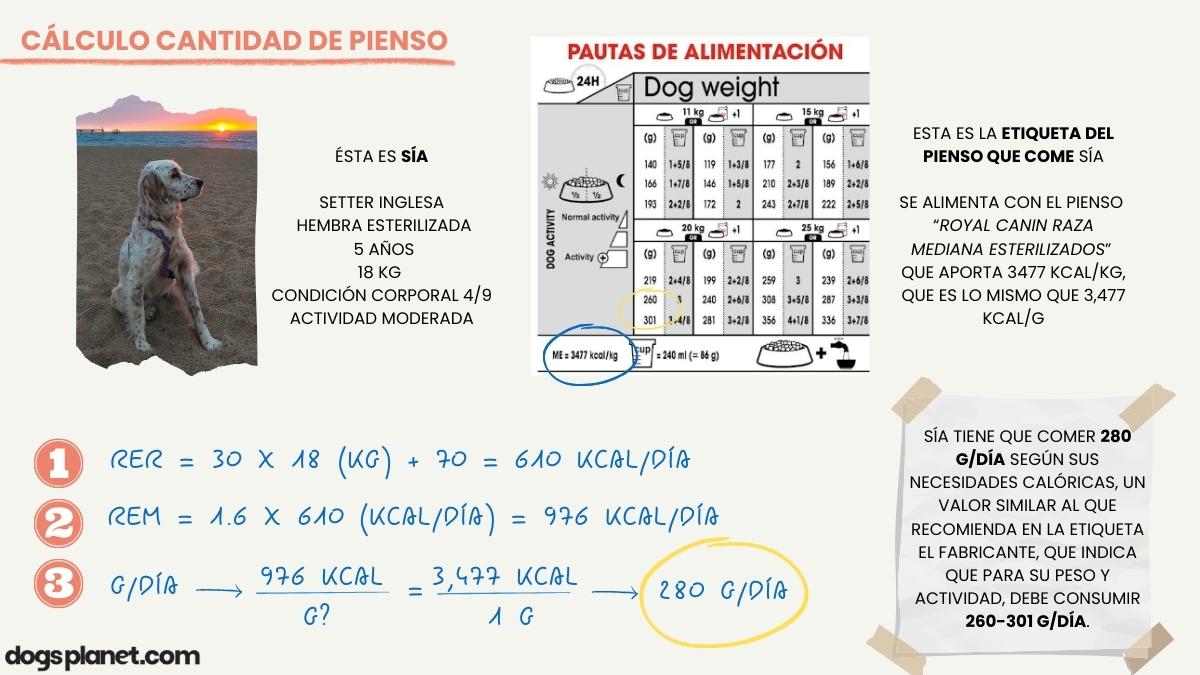 ¿Qué cantidad de pienso deben comer los perros y los cachorros ...