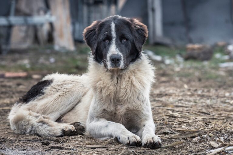 4 Romanian Dog Breeds (With Pictures!) - DogsPlanet.com