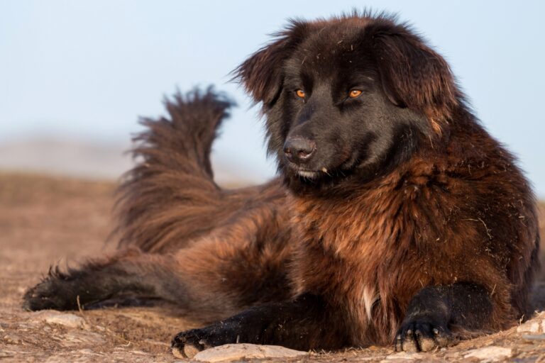 4 Romanian Dog Breeds (With Pictures!) - DogsPlanet.com