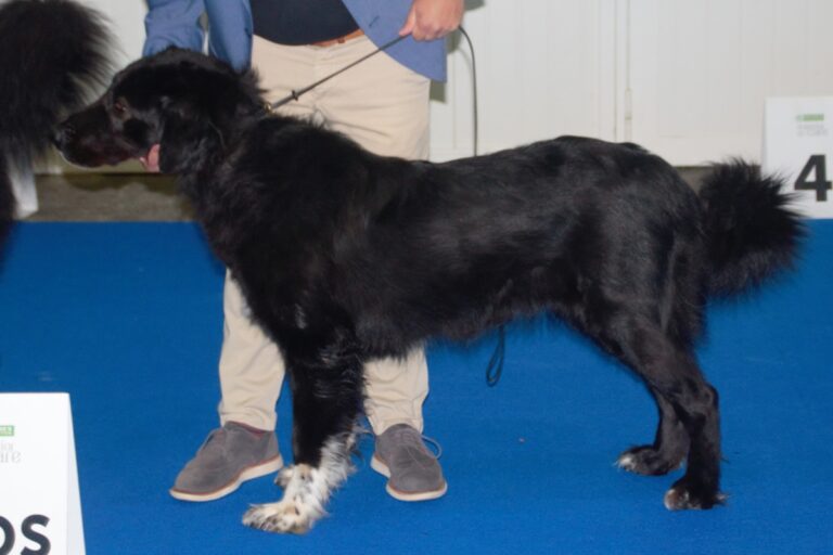 4 Romanian Dog Breeds (With Pictures!) - DogsPlanet.com