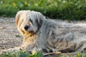 4 Romanian Dog Breeds (With Pictures!) - DogsPlanet.com