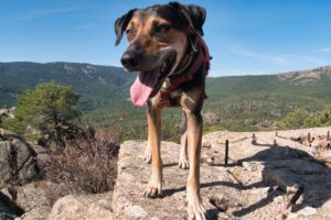 6 Greek Dog Breeds (With Pictures!) - DogsPlanet.com