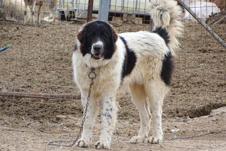 6 Greek Dog Breeds (With Pictures!) - DogsPlanet.com