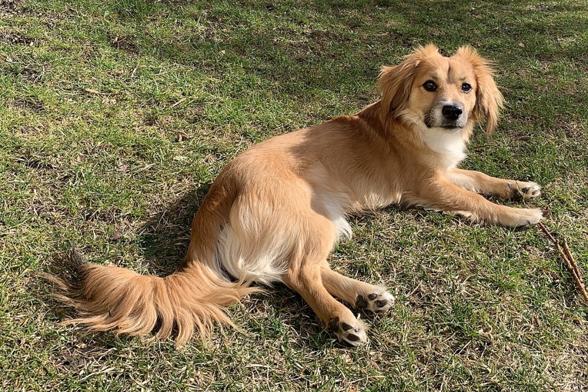 6 Greek Dog Breeds (With Pictures!) - DogsPlanet.com