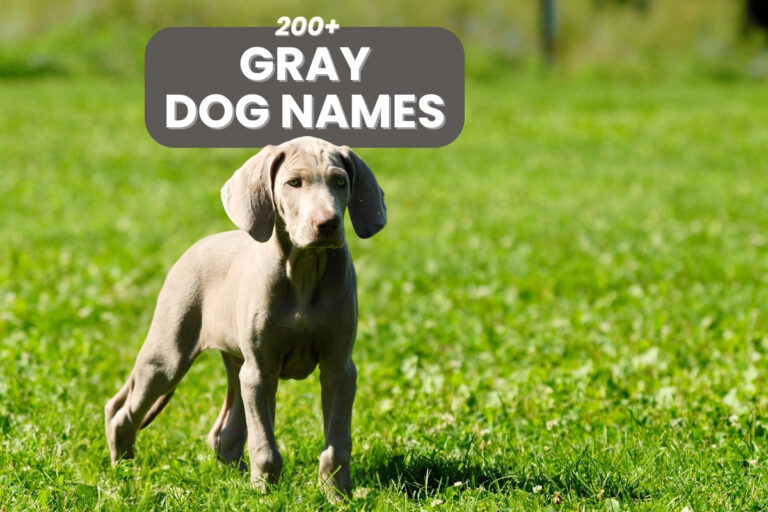 200+ Gray Dog Names For Your Silvery Pup - DogsPlanet.com