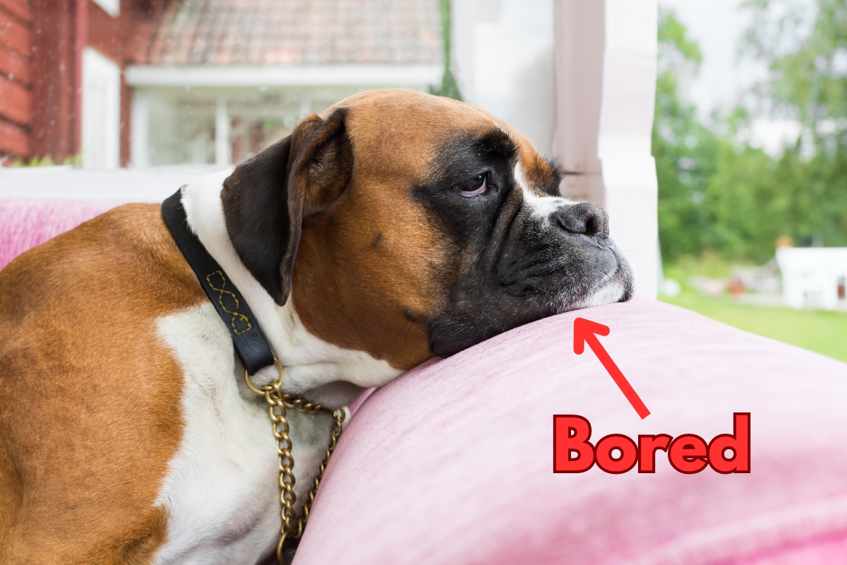 How to Tell if Your Dog is Bored and What to Do About It? - DogsPlanet.com